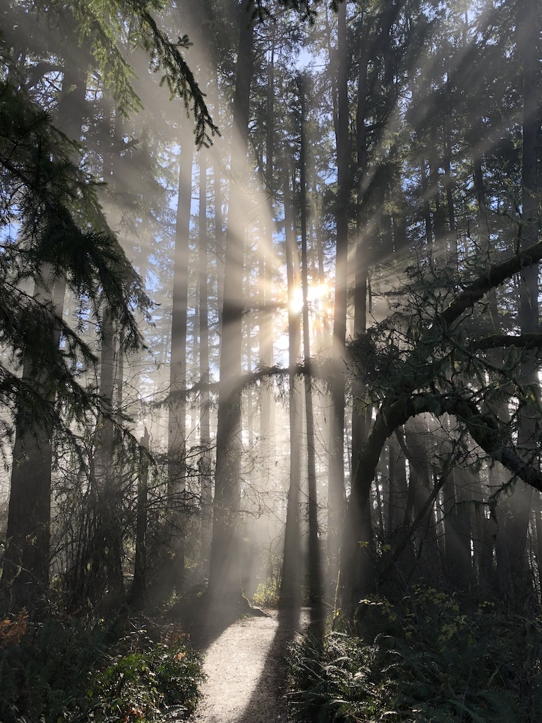 Therapeutic Approach – Evergreen Therapy